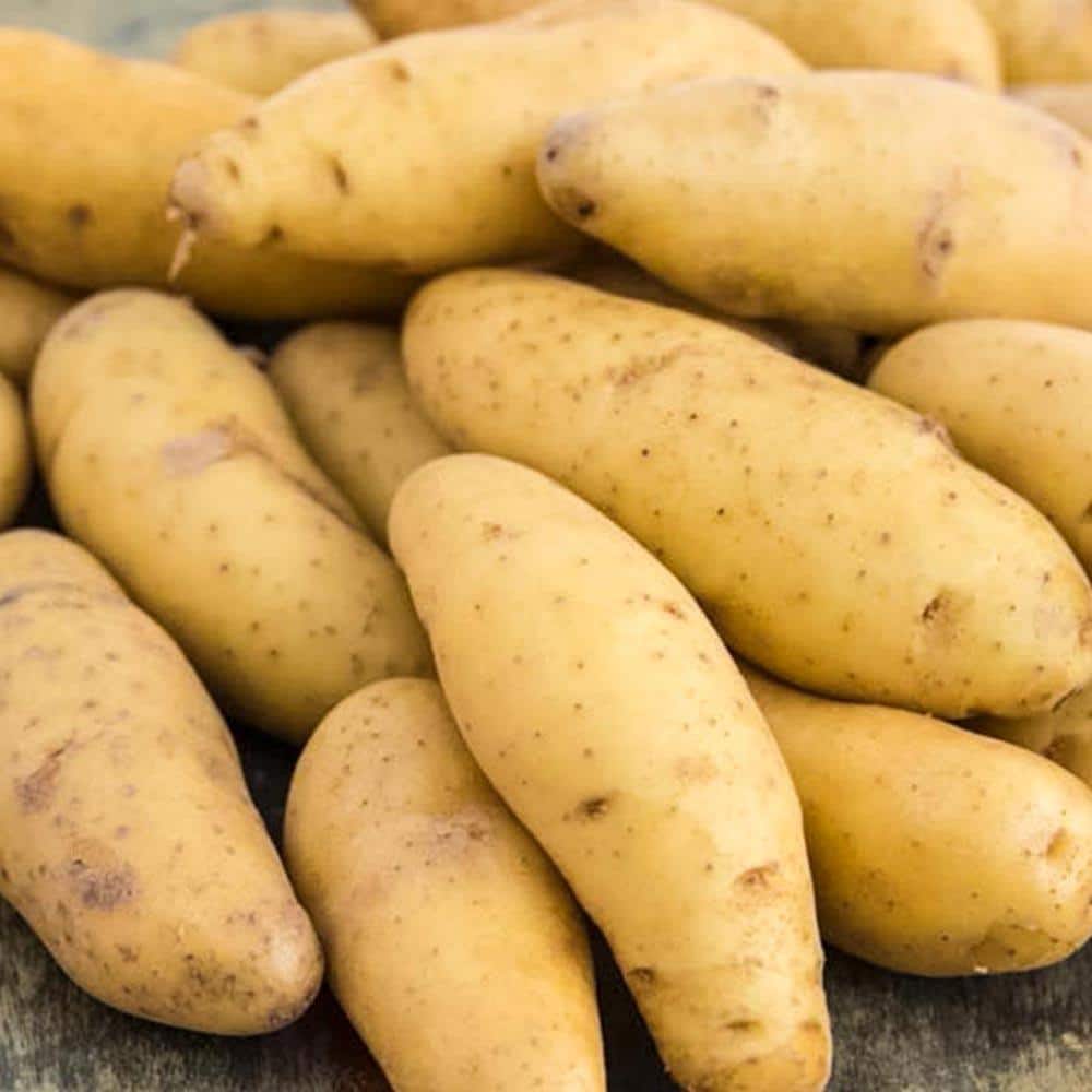 Gurney's 2 lbs. Yellow Finn Dormant Vegetable Seed Potatoes 75759 - The ...