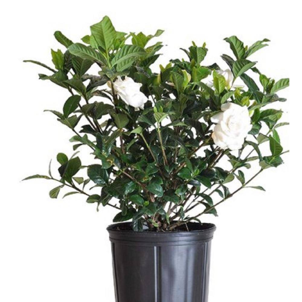 BELL NURSERY 2.35 Gal. Floral Flowering Gardenia Standard Shrub 177288 ...