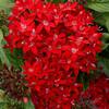 national PLANT NETWORK 4 in. Lucky Star Red Pentas Plant (4-Piece ...