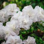 National Plant Network 2.25 Gal. Azalea Glacier Flowering Shrub with ...