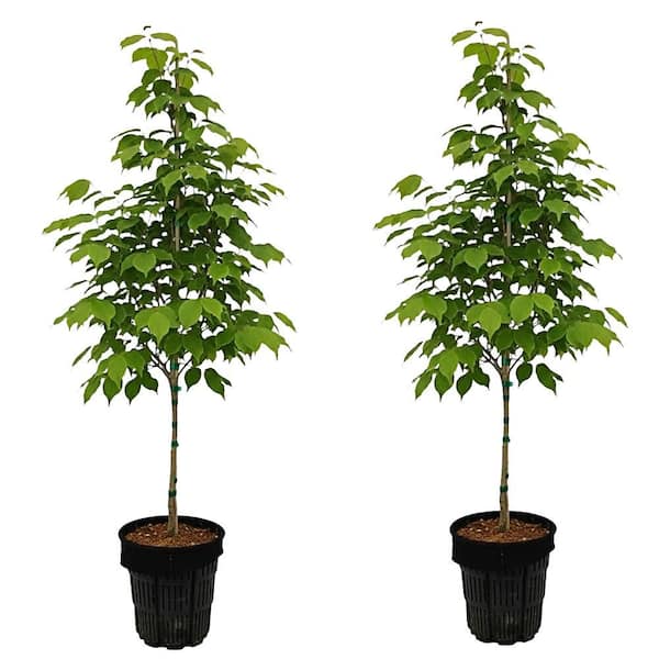 2 gal. Satomi Deciduous Dogwood Tree with Pink Flowers 2-Pack ...