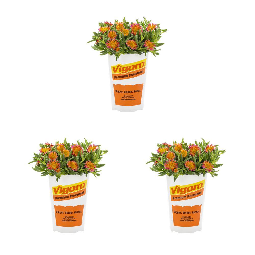 Vigoro 2 qt. Delosperma Ice Plant Ocean Orange Glow Perennial Plant (3 ...