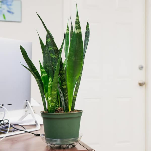 Large Sansevieria Black Coral in 6 pot Plants House Plants Floral ...