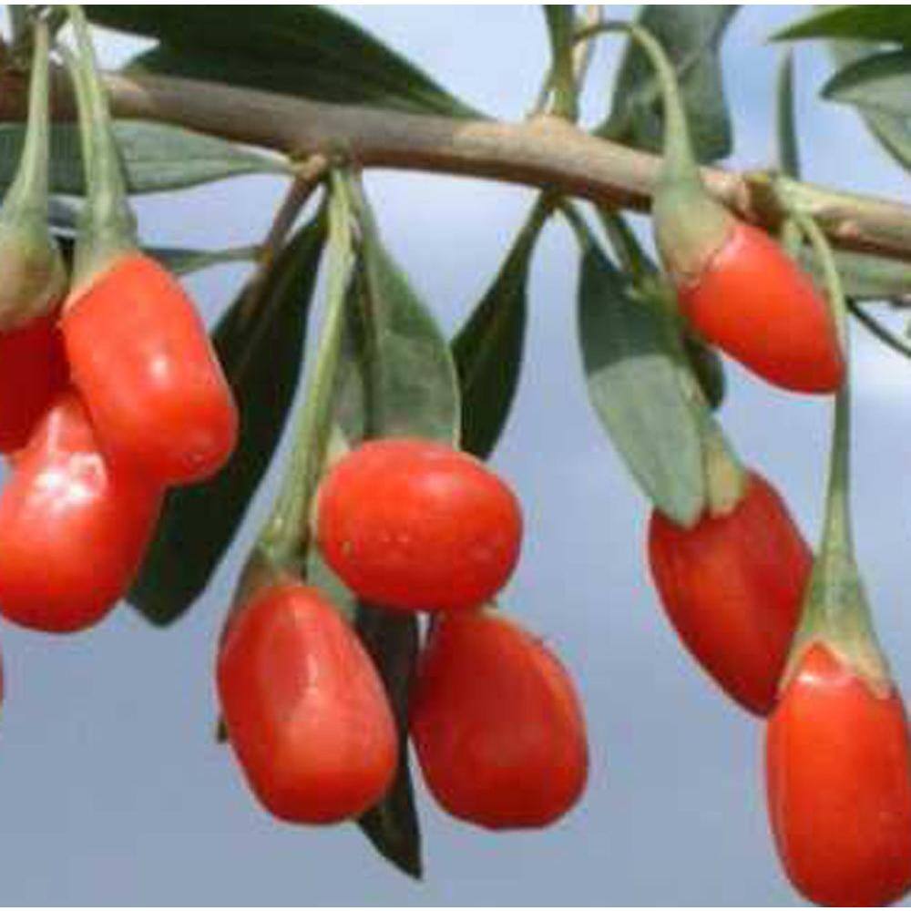 Sweet Berry Selections Fruit Bearing Potted Goji Berry Plant GOBAQT