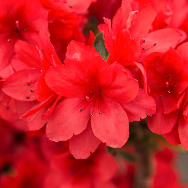 DIRECT GARDENING 1 Gal. Pot, Hershey's Red Flowering Azlaea Potted ...