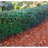 Online Orchards 1 Gal. Blue Princess Holly Shrub With Bright Red ...