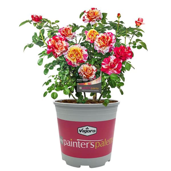 Vigoro 2 Gal. Maurice Utrillo Rose Plant with Cream, Yellow, and Red ...