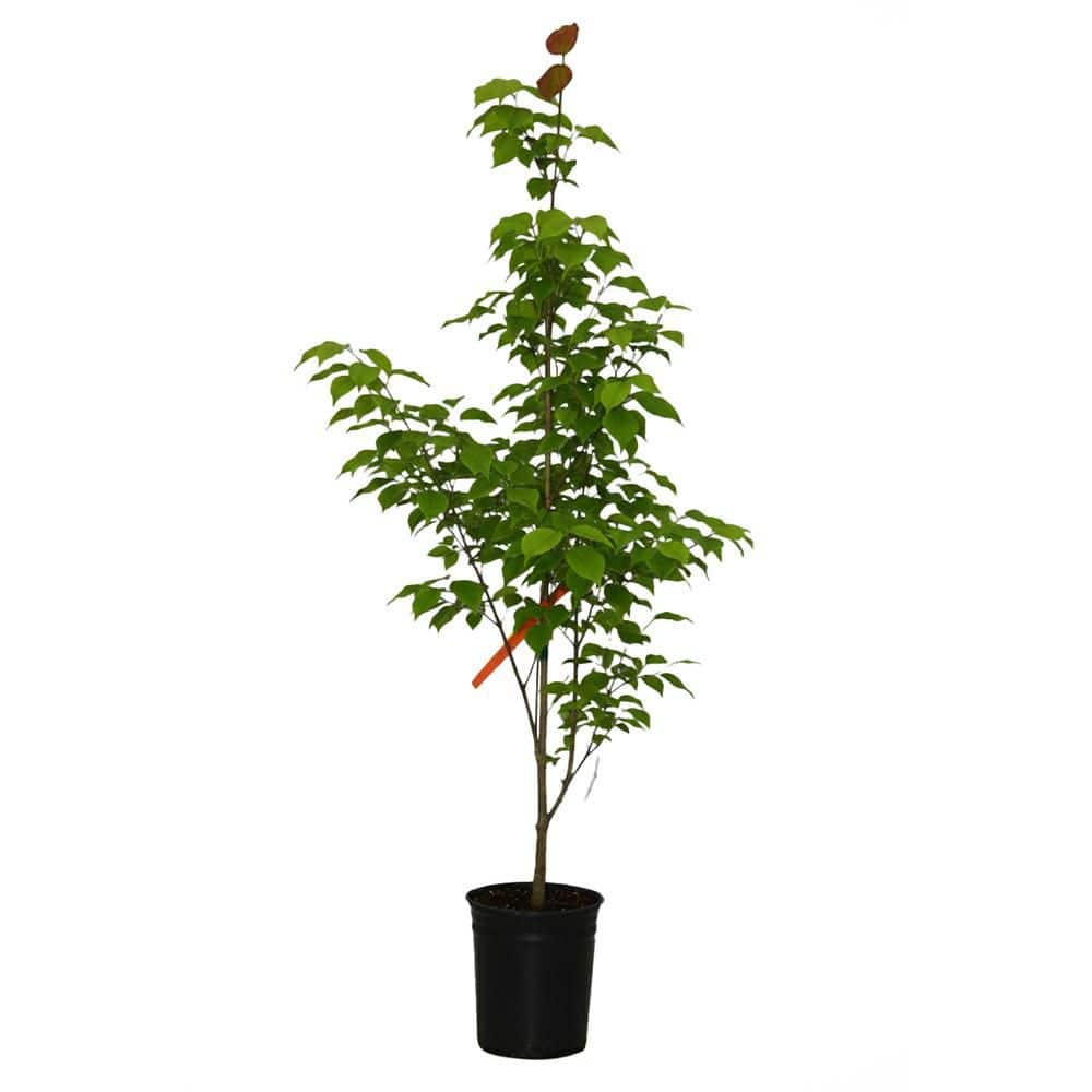 1 gal. Venus Deciduous Dogwood Tree with White Flowers DOGVEN01GH - The ...