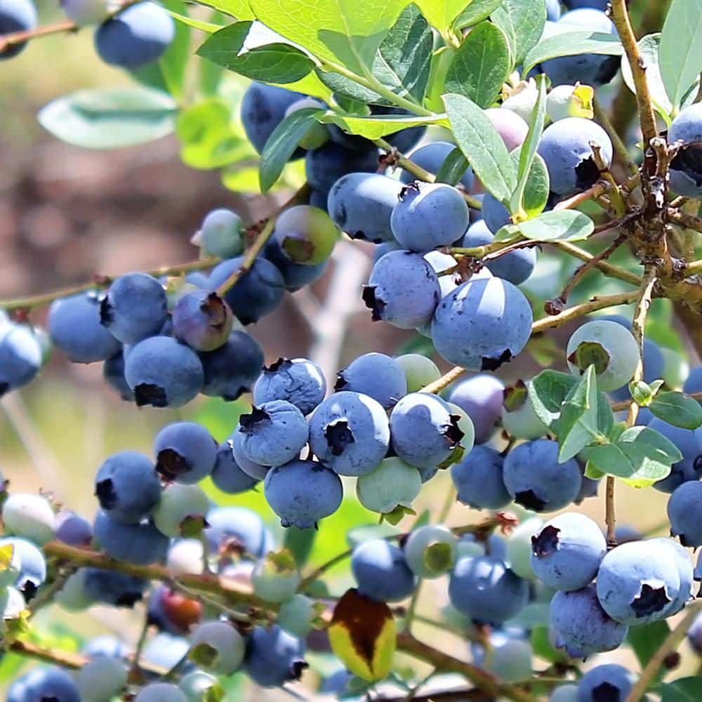 5 Gal. Jewel Southern Highbush Blueberry Plant BLUJEW05G - The Home Depot