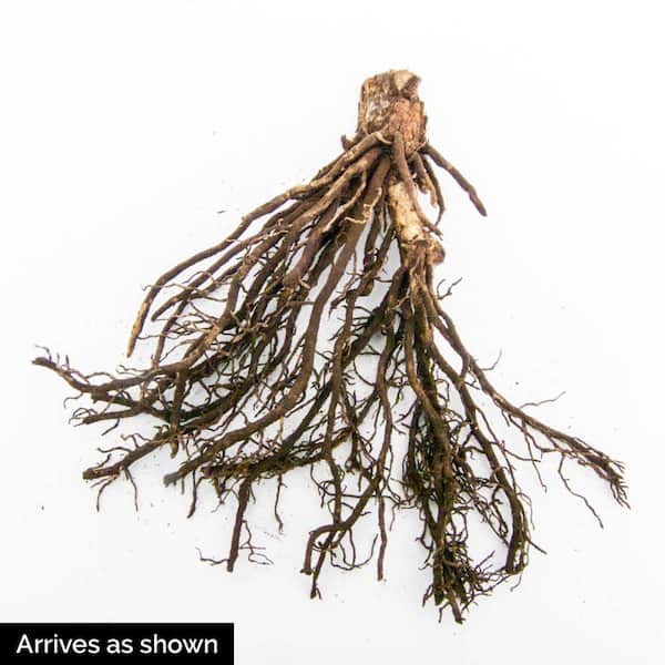 Reviews for DIRECT GARDENING Super Hosta Plant Mixture Dormant Bare ...