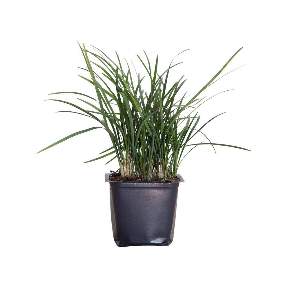 FLOWERWOOD Mondo Grass 3-1/4 in. pots (18-Pack) - Groundcover Plant ...