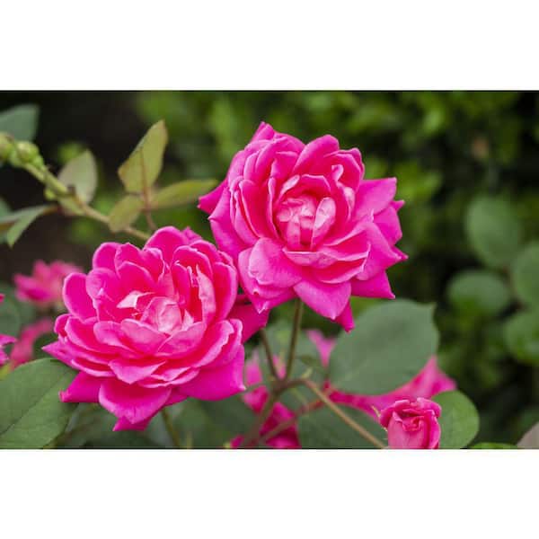 IVY ACRES INC 3 Gal. Knock Out Rose Flowering Shrub with Double Pink ...