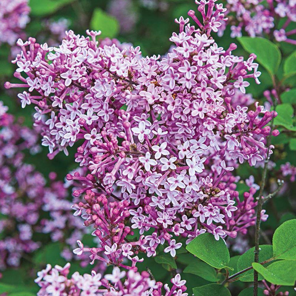 DIRECT GARDENING 9 to 12 in. Tall, Josee Reblooming Lilac Super Value ...