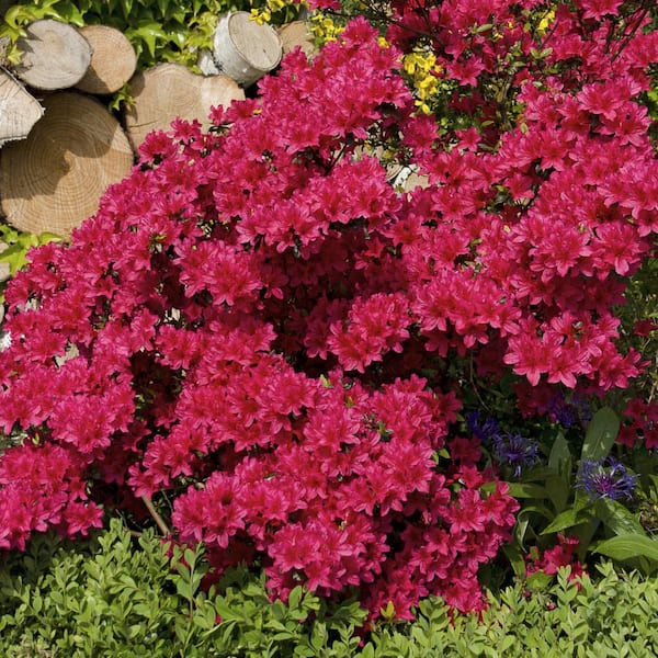 national PLANT NETWORK 2.5 qt. Azalea Johanna Flowering national PLANT NETWORK 2.5 qt. Azalea Johanna Flowering