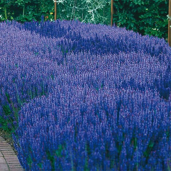 DIRECT GARDENING 1 Gal. Pot, May Night Salvia Flowering Potted ...