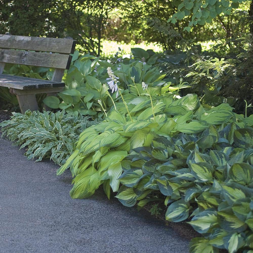 BELL NURSERY 1 Gal. Variegated Hosta Plant 2164 - The Home Depot