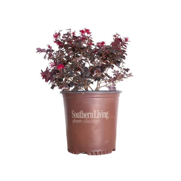 SOUTHERN LIVING 2 Gal. Red Diamond Midsize Loropetalum, Evergreen Shrub ...