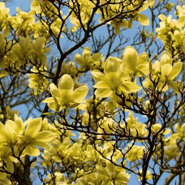 national PLANT NETWORK 2 Gal. Magnolia Butterflies Tree with Yellow ...