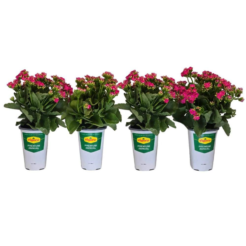 Vigoro 1 qt. Kalanchoe Live Plant With Pink Flowers in 4.7 in. Growers ...