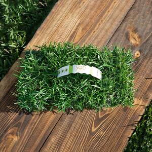 Sod Pods Bermuda Grass Plugs (64-Count) Natural, Affordable Lawn ...