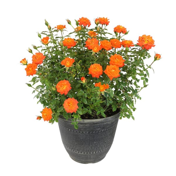 ALTMAN PLANTS Rose Mini Cache with Assorted Color Flowers 782558 - The ...