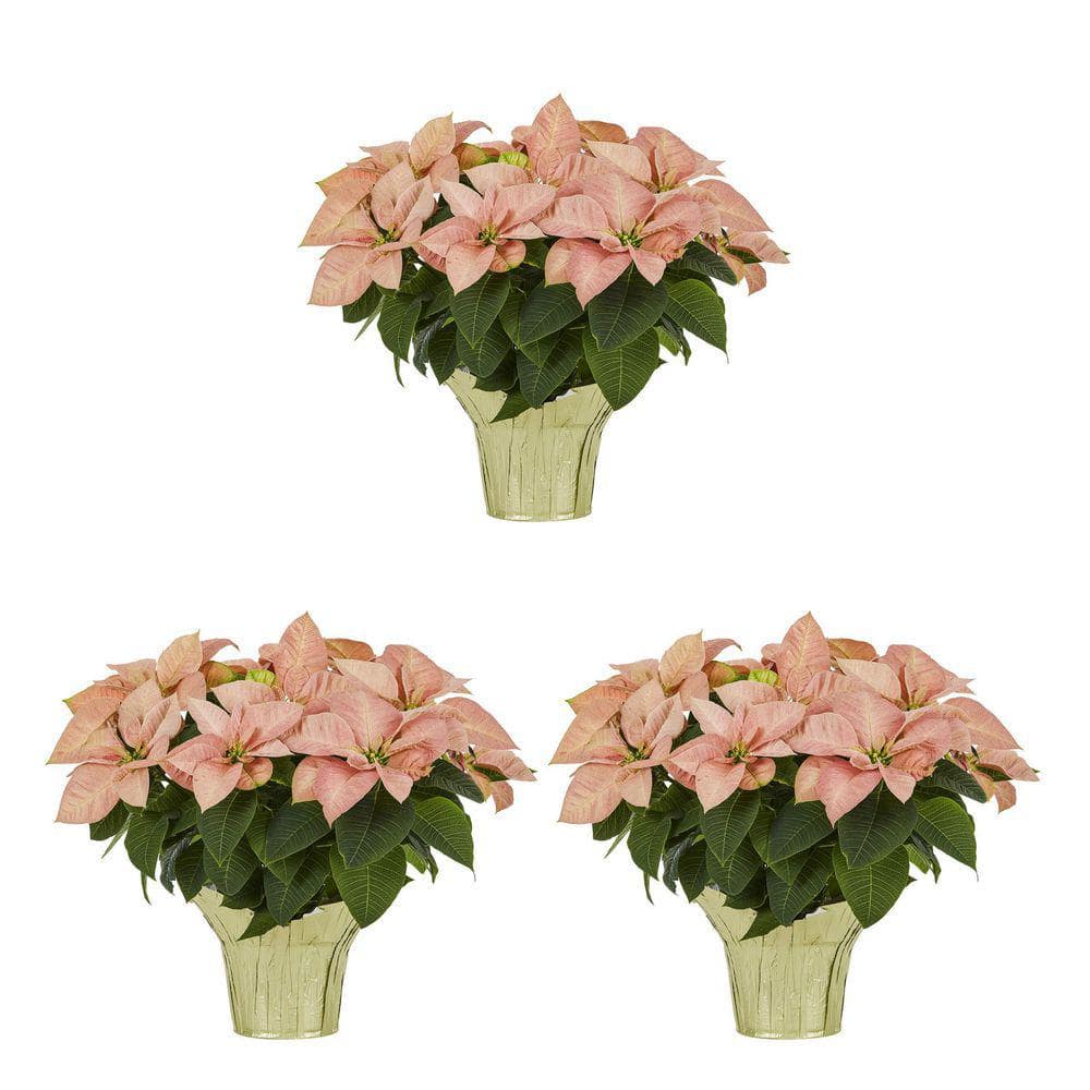 METROLINA GREENHOUSES 2 QT. 6 in. Live Christmas Poinsettia Viking ...