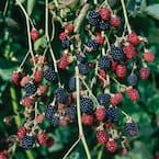 Gurney's 3 in. Pot Meeker Raspberry (Rubus) Live Fruiting Plants (1 ...