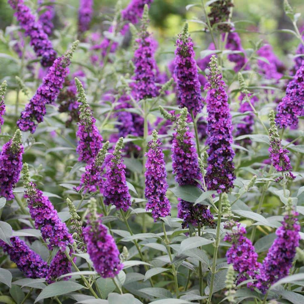 2 Gal. Miss Violet Buddleia Flowering Shrub with Purple Blooms 13014 ...