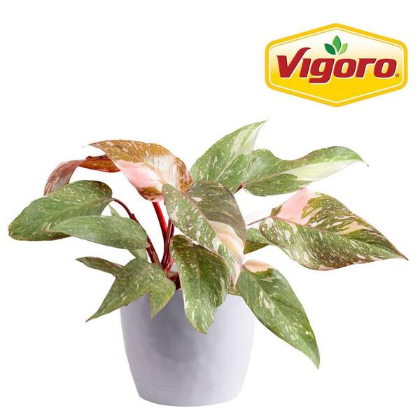 Vigoro Pink Princess Philodendron Plant in 6in. White Decor Pot, Avg ...