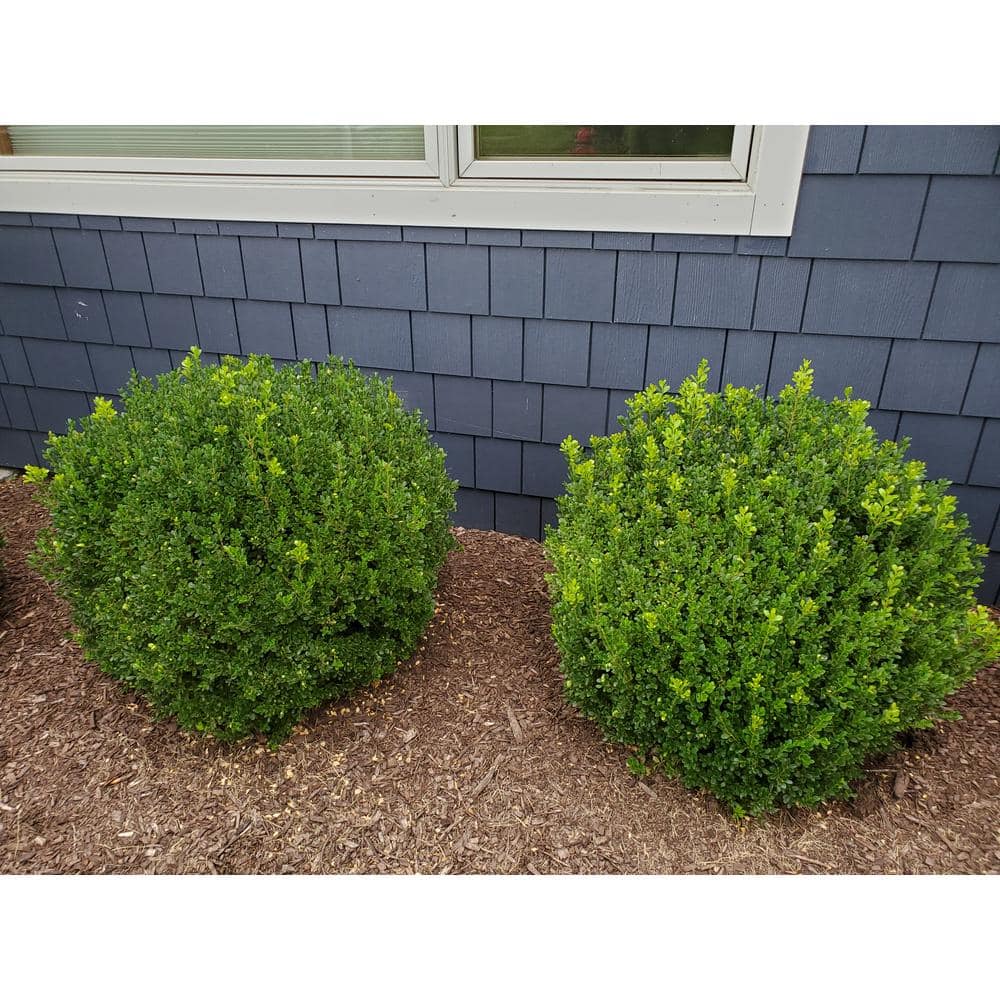 Cottage Gardens 2 Gal. Buxus Boxwood Baby Gem Shrub 13BUX2BGEOL - The ...