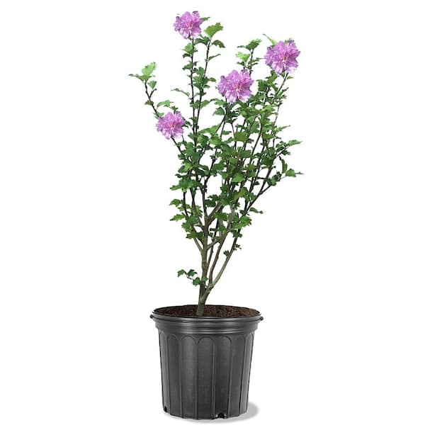 7 Gal. Althea Rose of Sharon Shrub Form with White Flowers ALTWHI07G ...