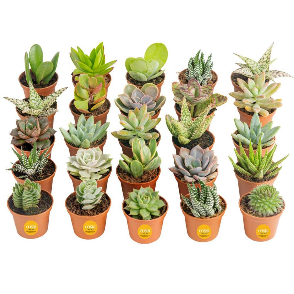 Mini Succulent Pictures And Names
