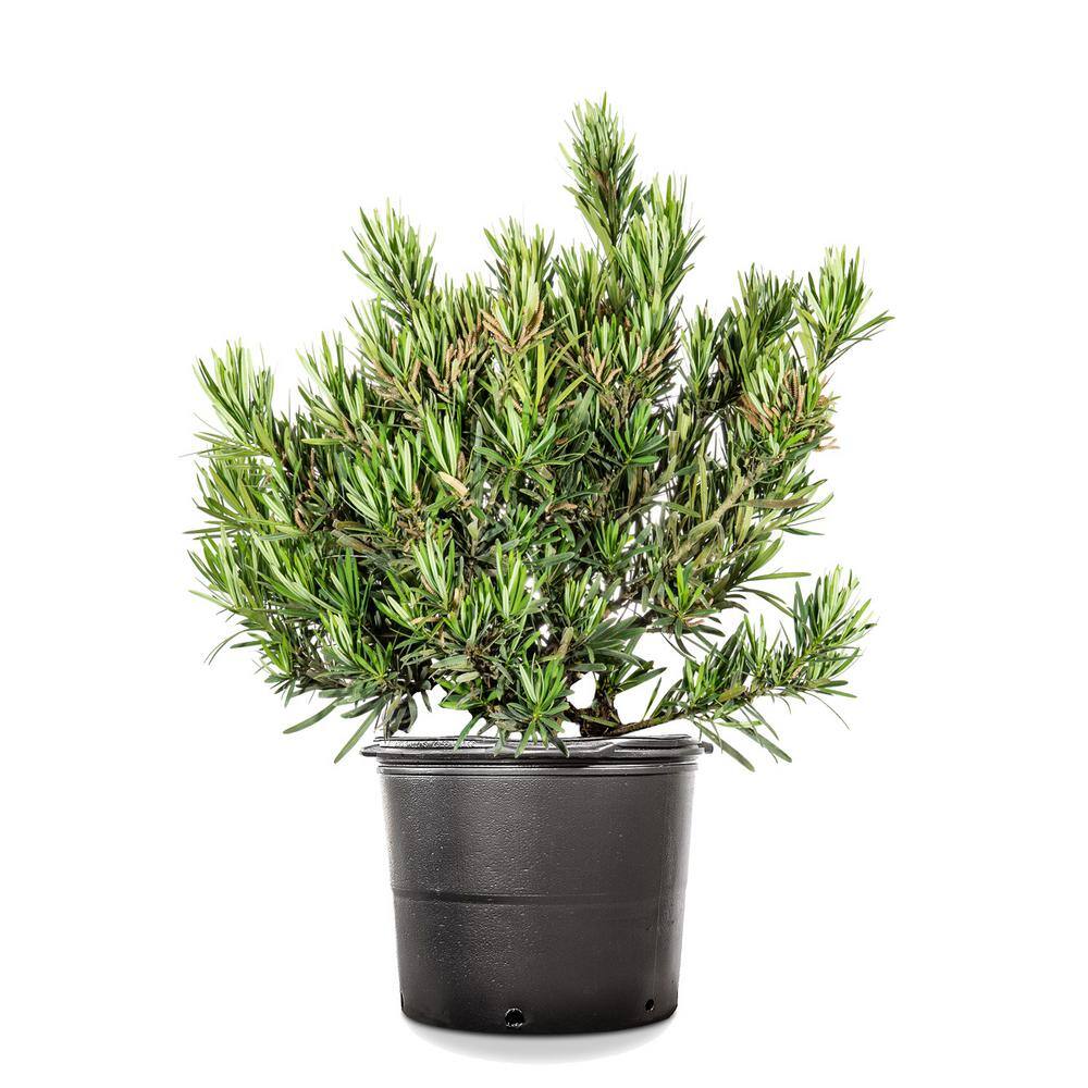 Perfect Plants Pringles Podocarpus Shrub In 5 Gal. Growers Pot THD00586 ...
