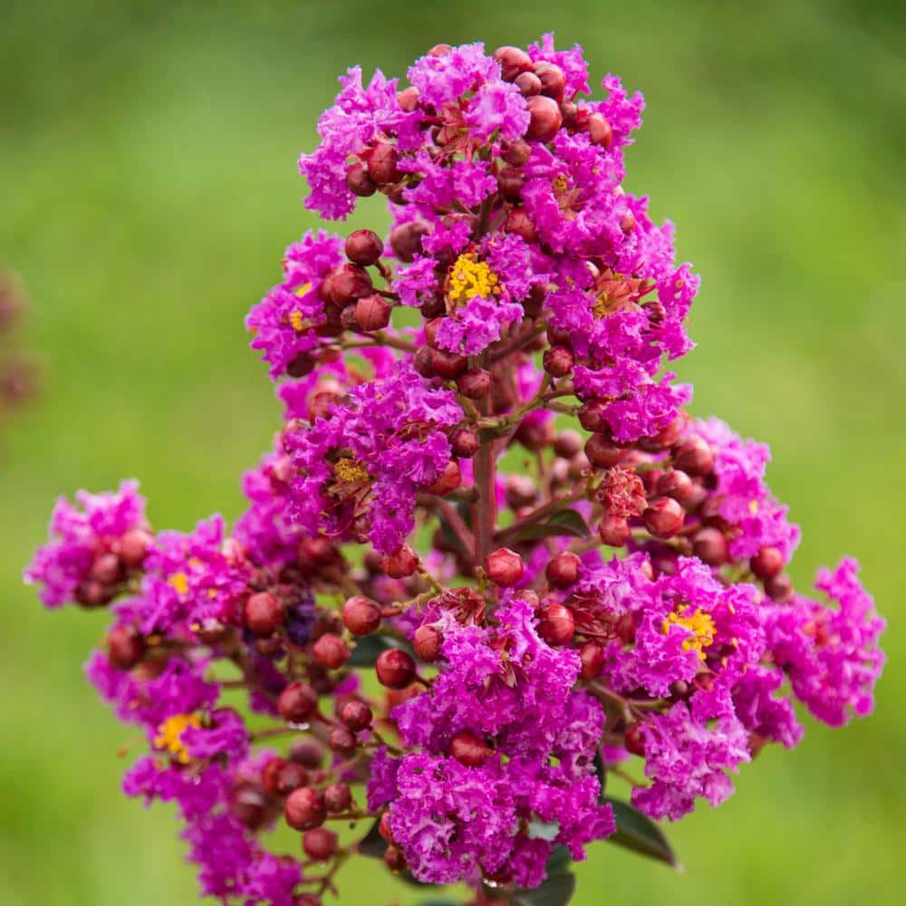 Spring Hill Nurseries 3 Gal. Pot, Northern Belle Magenta Crape Myrtle ...