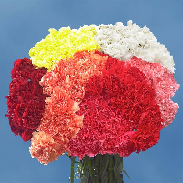 Globalrose Fresh Valentine's Day Carnations (200 Stems) vday-carnations ... Globalrose Fresh Valentine's Day Carnations (200 Stems) vday-carnations ...