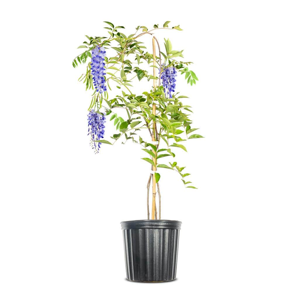 Perfect Plants Blue Moon Wisteria Vine Plant 1 Gal. Growers Pot ...