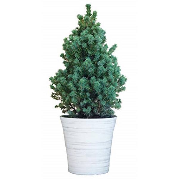 Green Promise Farms 2 Gal. Dwarf Alberta Spruce in White Holiday Pot ...