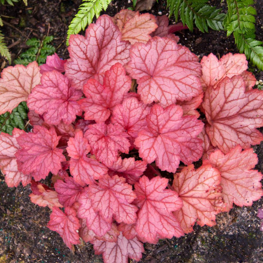 DIRECT GARDENING Georgia Peach Coral Bell Dormant Bare Root Perennial ...