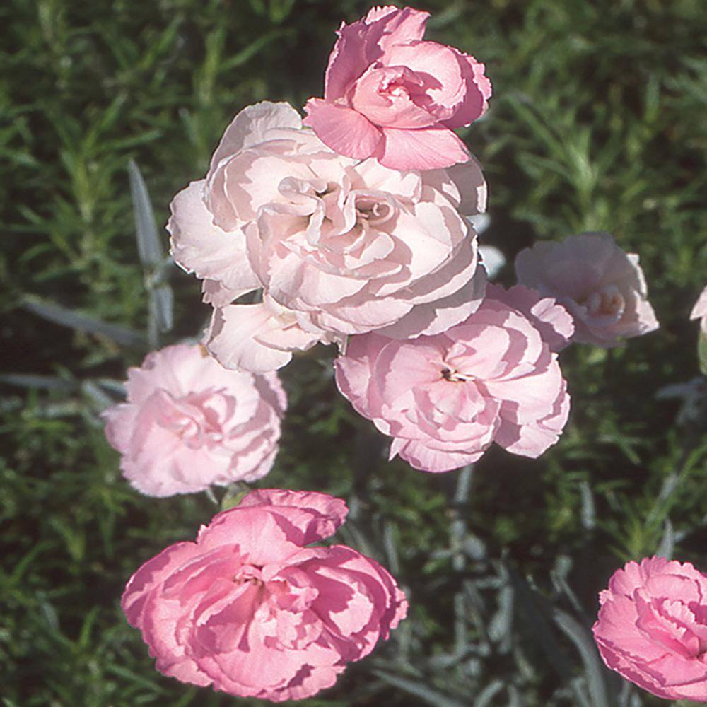 #1 Cadence Peach Dianthus Plant 80354 - The Home Depot
