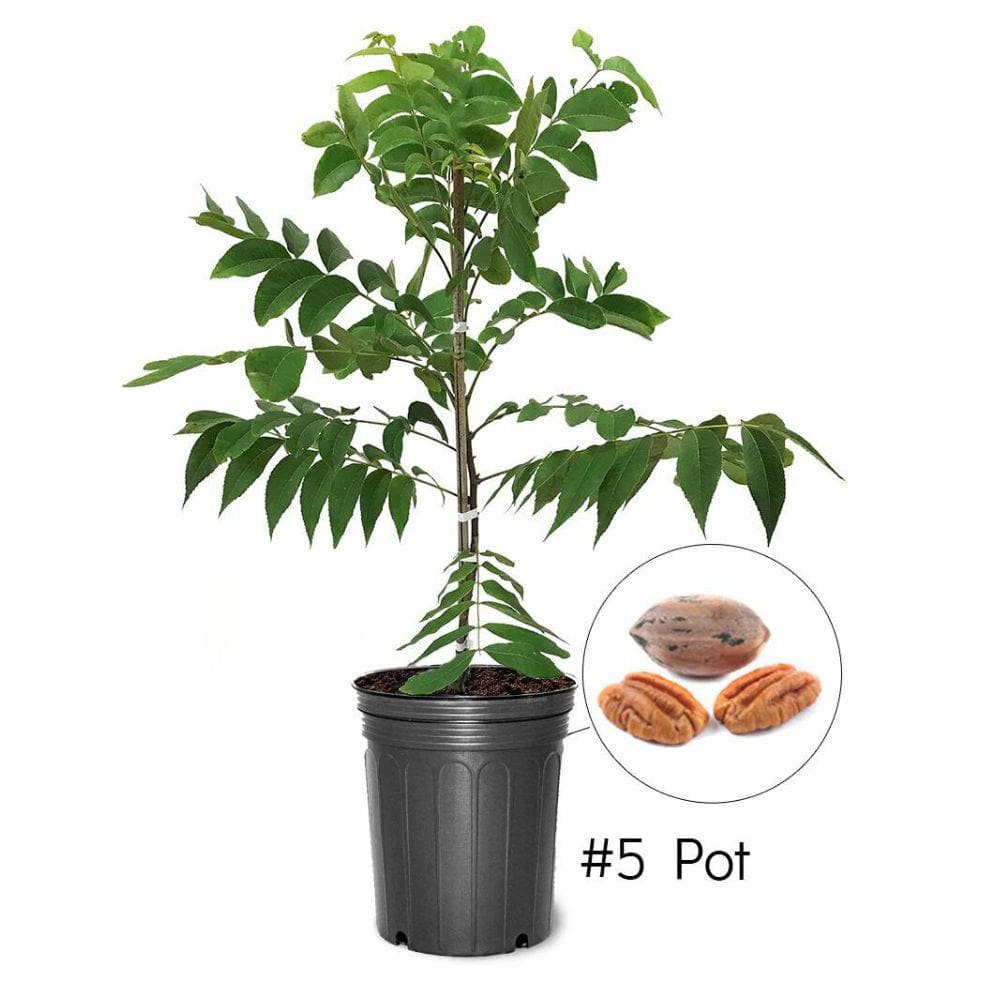 Southern Living 5 Gal. Stuart Pecan Tree PECSTU05G - The Home Depot