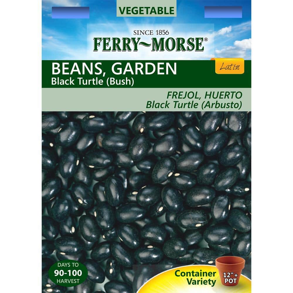 Bean Seed Black Turtle Bush Bean Terrific Black Beans NON-GMO Seeds ...