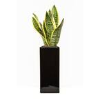 4 in. Sansevieria Snake Plant in 10 in. Tall Black Vase-FL-016 - The ...