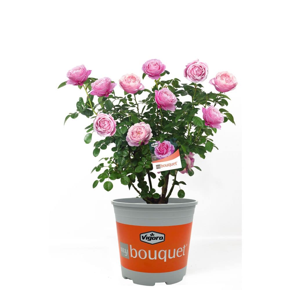 Vigoro 2 Gal. Cathedral Bells Rose with Pink Flowers 17529 - The Home Depot
