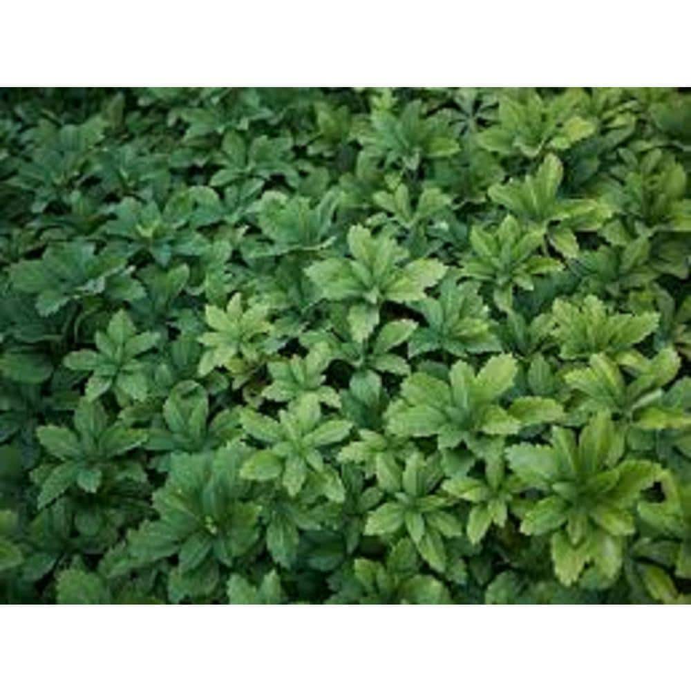 BELL NURSERY 0.96 Pt. Groundcover Pachysandra Shrub Plant 1001262122 ...