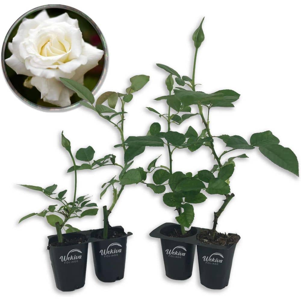 Wekiva Foliage Pope John Paul II Rose Bush- 4 Live Starter Plants in 2 ...