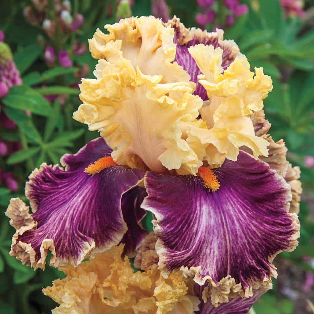Spring Hill Nurseries Decadence Bearded Perennial Iris Dormant Bare ...