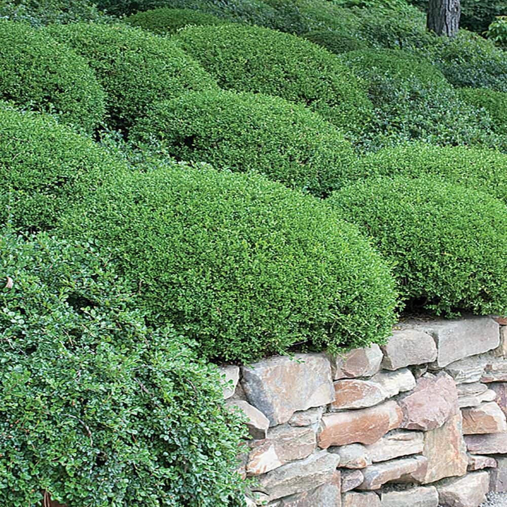 2 Gal. Winter Gem Boxwood Shrub 945062 - The Home Depot