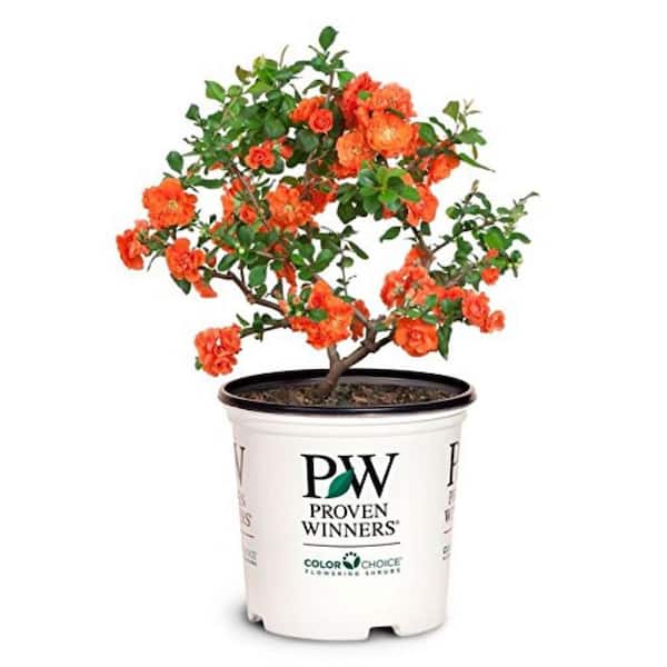 PROVEN WINNERS 3 gal. Double Take Scarlet Quince, Live Plant with ...