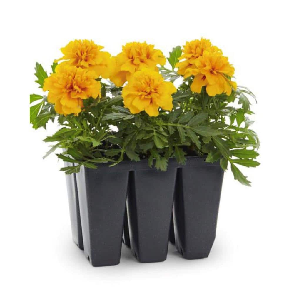 Generic Marigold Durango Yellow Plant (6-Pack) 1004808296 - The Home Depot