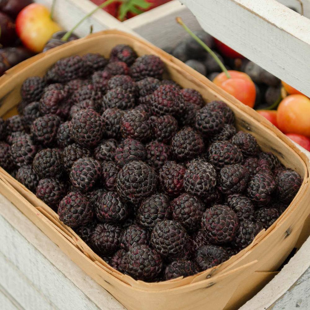 Gurney's 4 in. Pot Munger Raspberry (Rubus), Live Fruiting Plant (1 ...